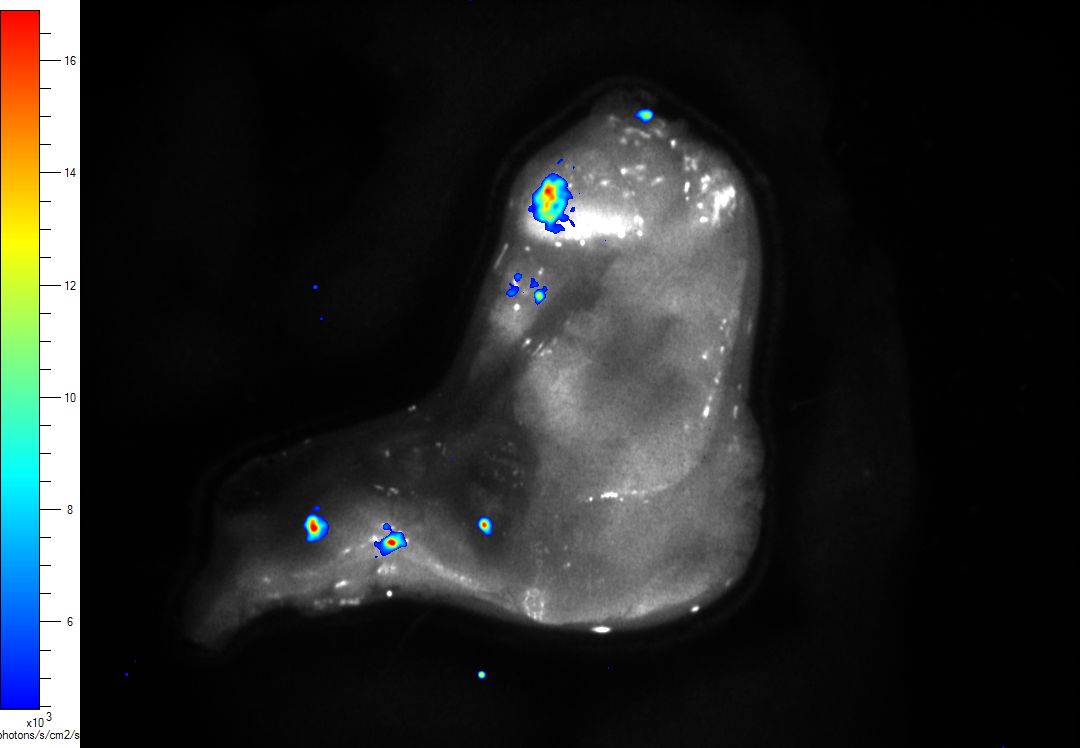 Products - Biospacelab