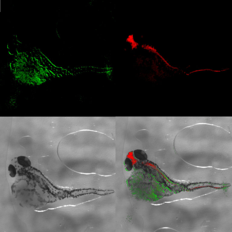 Products - Biospacelab
